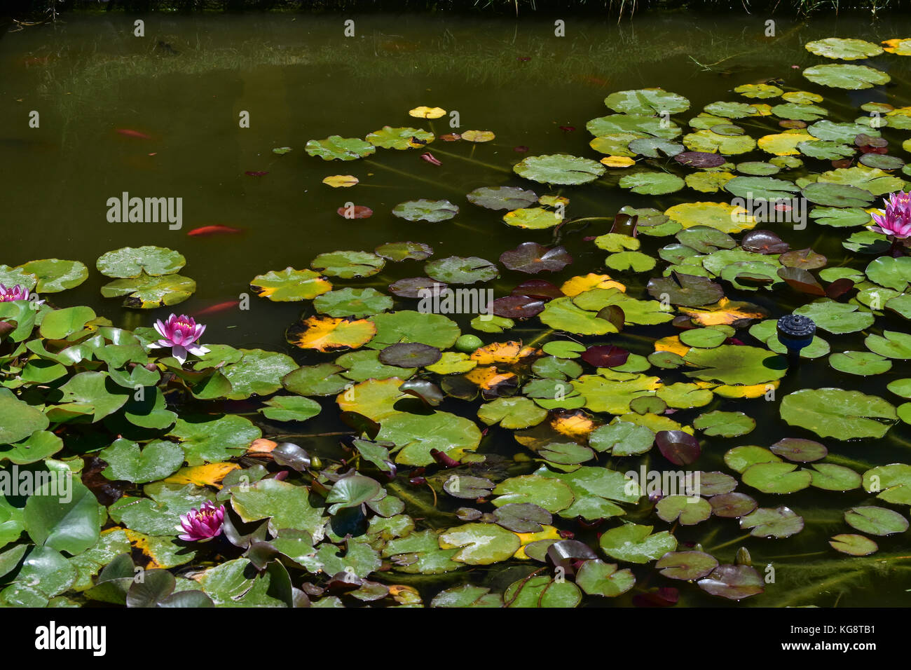 Goldfish in pond hi-res stock photography and images - Alamy