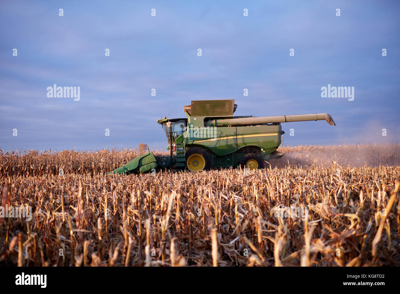 Combine harvesting cutting the autumn maize crop as it harvests the ...