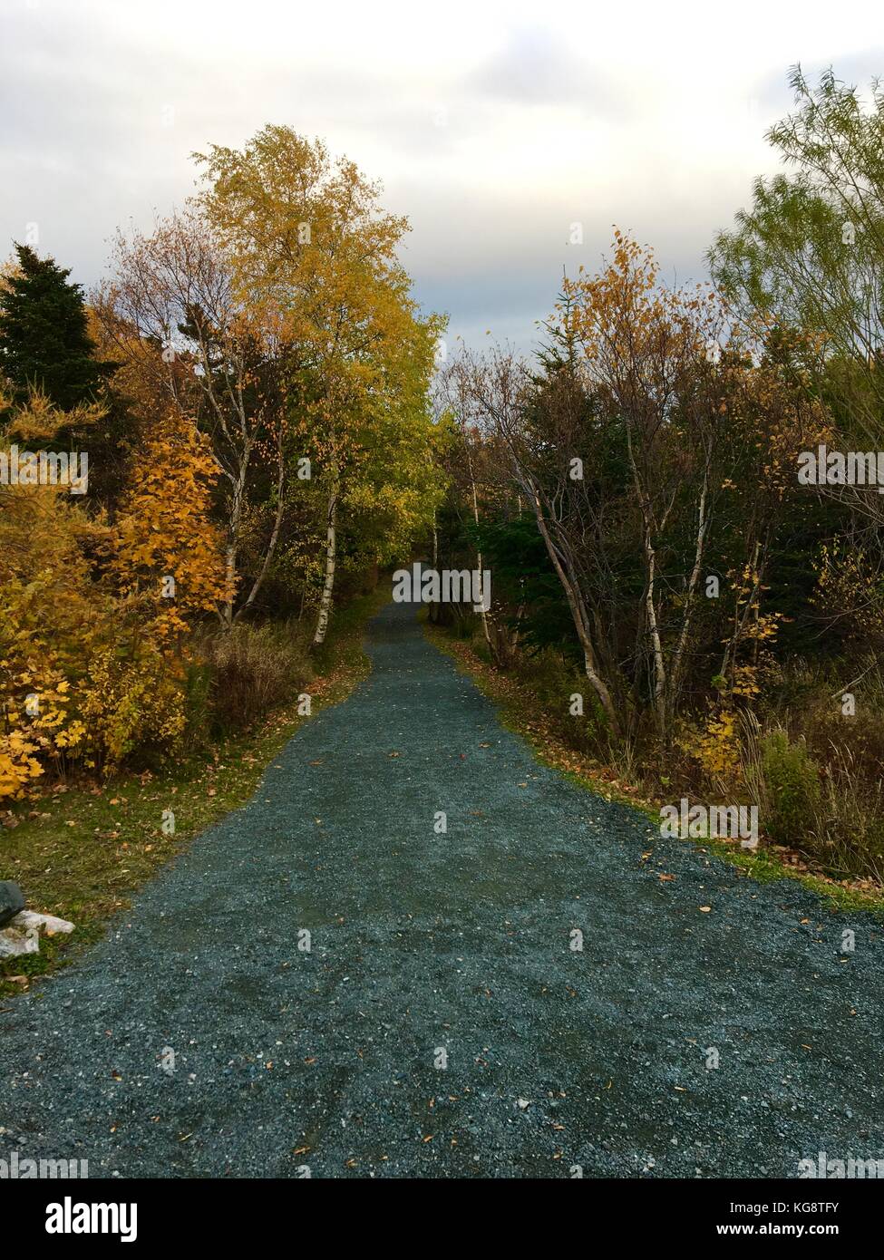 Leafs on grand in autumn hi-res stock photography and images - Alamy