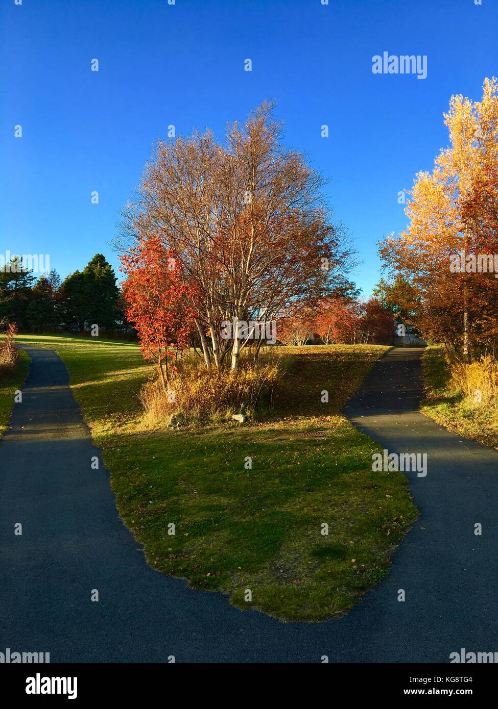 A walking trail forks off in two directions. Trees between the two ...