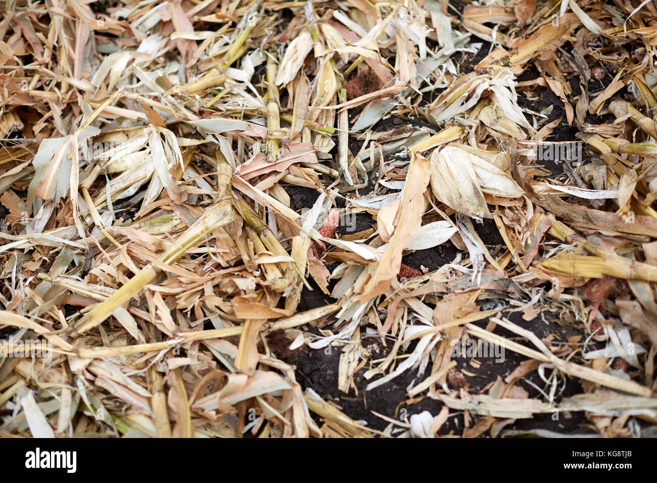 Cut stalks and chaff lying on the ground after harvesting a crop of ...