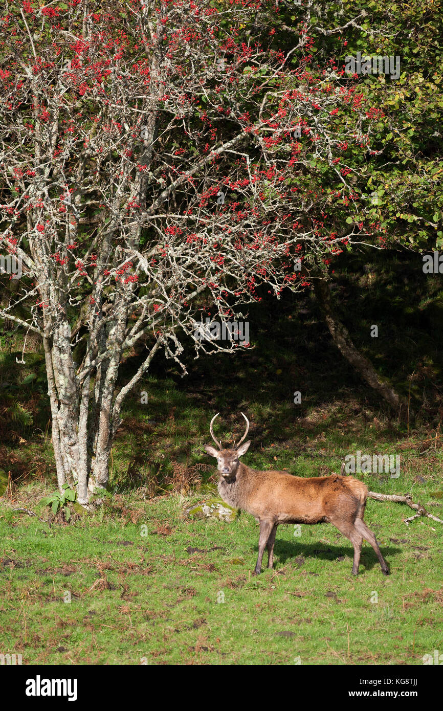 Red Deer, Cervus elaphus, single adult male standing beside Rowan tree ...