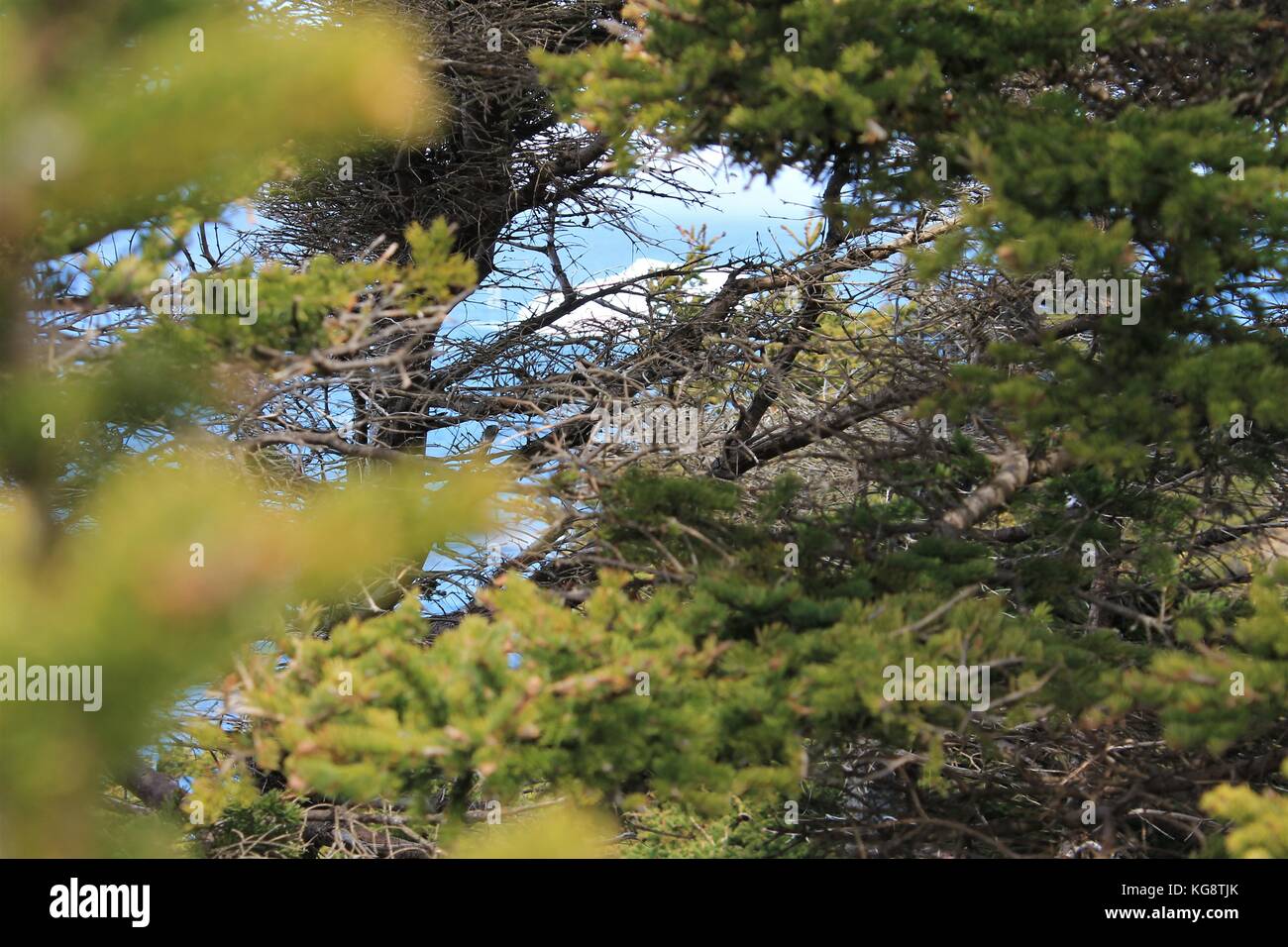 Surf and breaking waves viewed through the trees, Logy Bay-Middle Cove ...