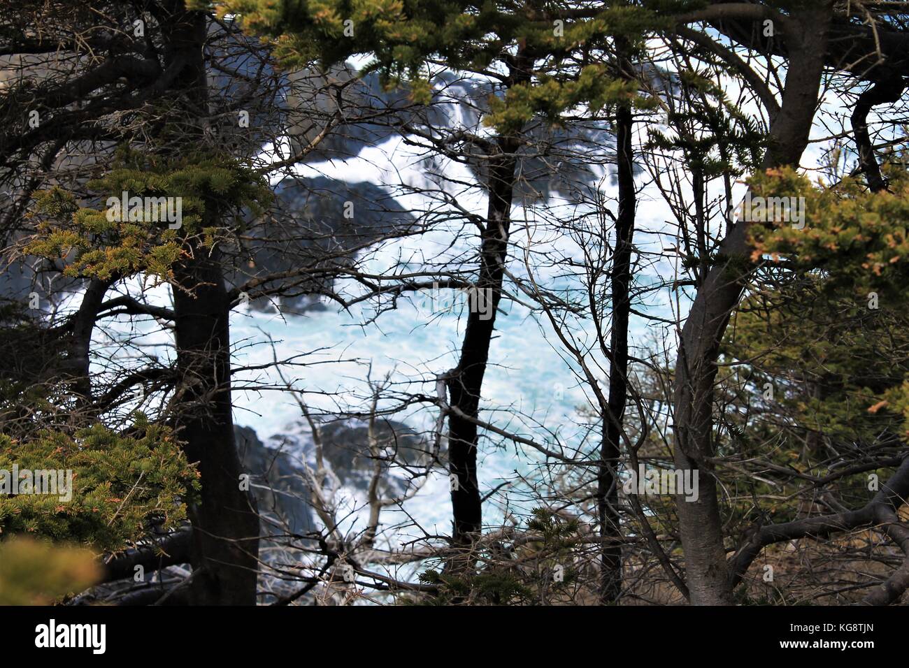 Surf and breaking waves viewed through the trees, Logy Bay-Middle Cove ...