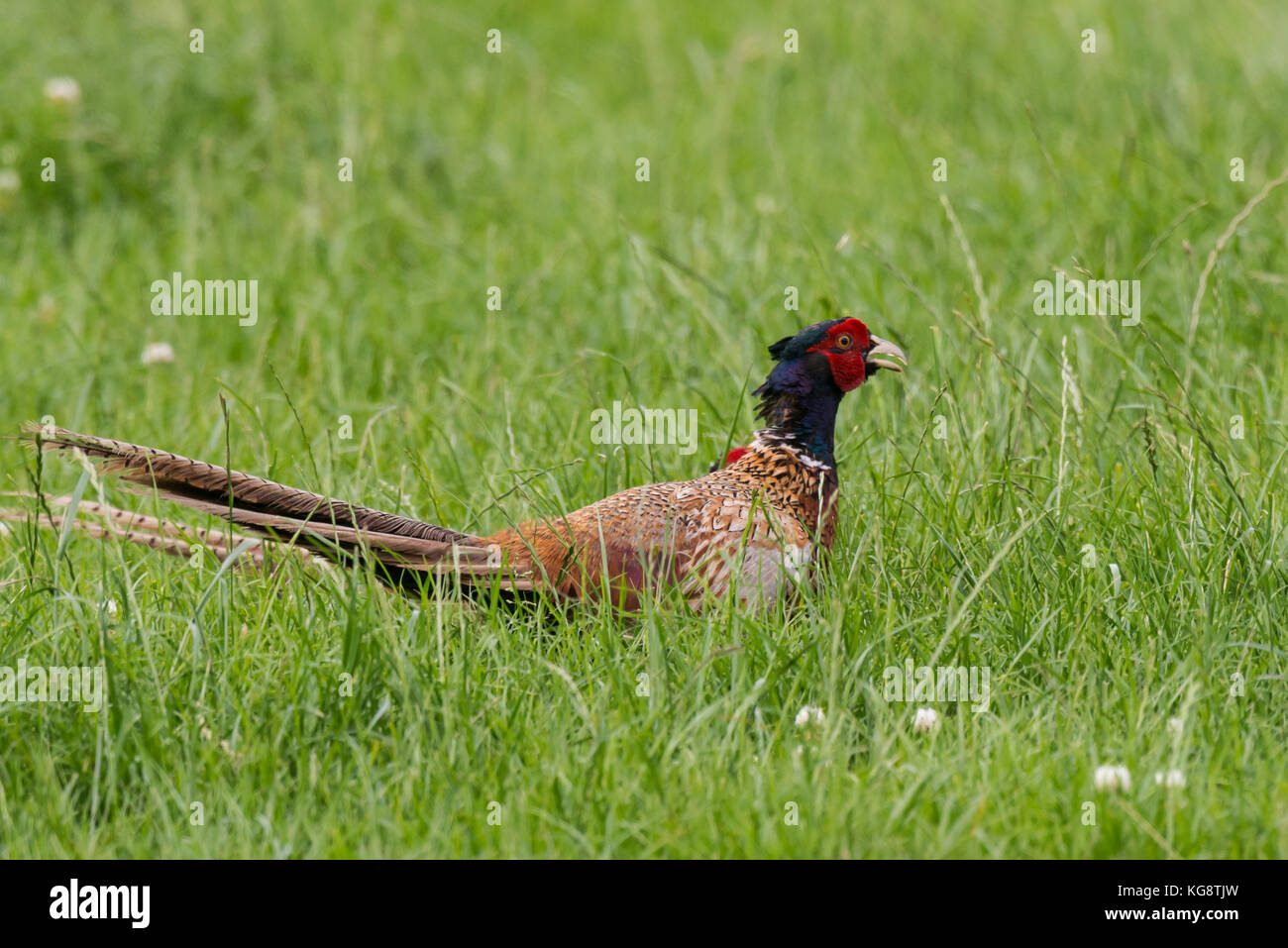 Portrait of wild male pheasants on a field Stock Photo - Alamy