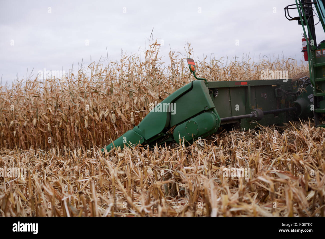 Cutter bar of a combine harvester harvesting a field of maize in close ...