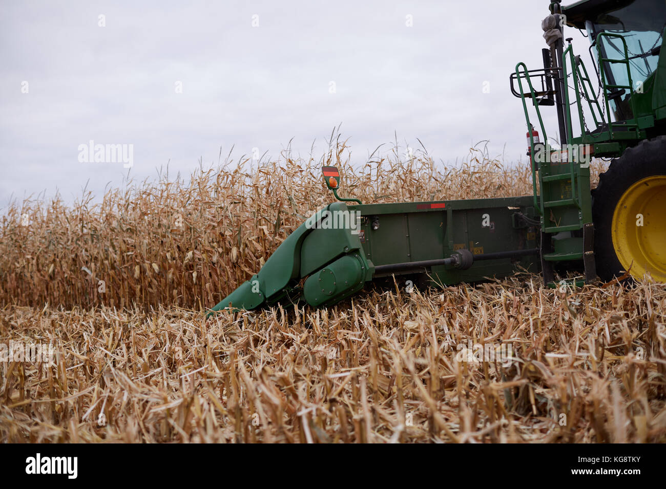 Farmer cutting the maize harvest using a combine harvester with a close ...