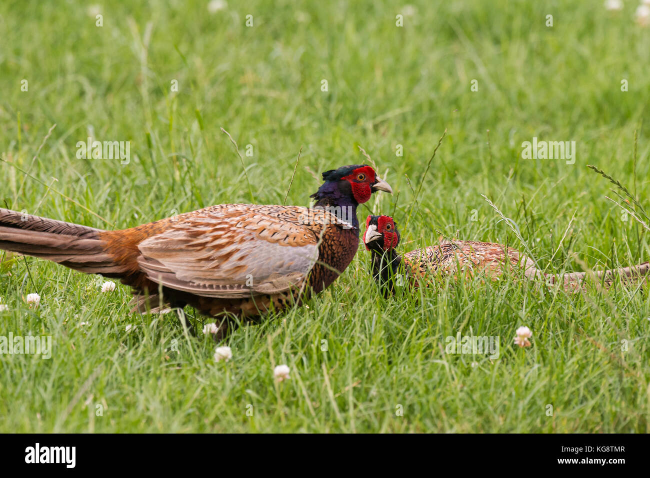 Portrait of wild male pheasants on a field Stock Photo - Alamy