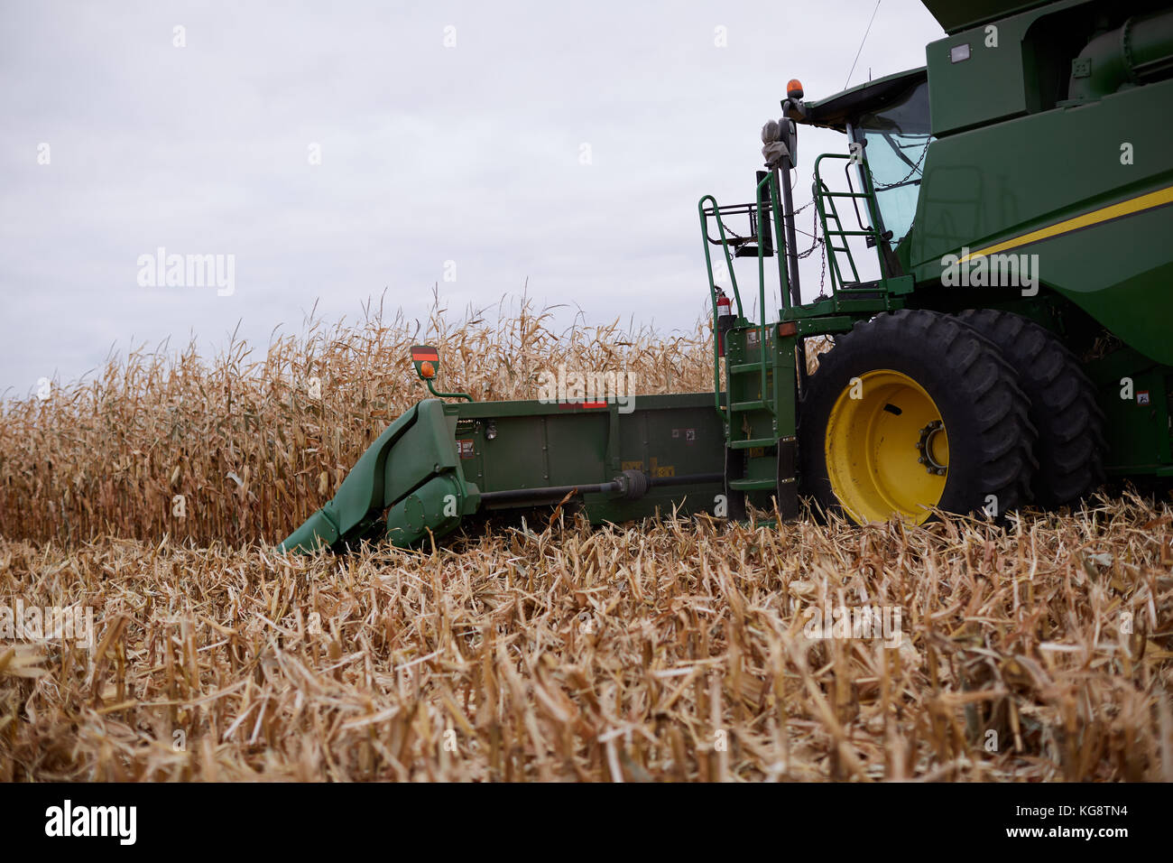 Farmer harvesting corn in a combine harvester with a side view of the ...