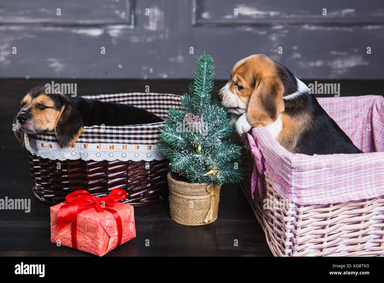 Two beagle puppies in the baskets. Young beagle puppy sniffing ...