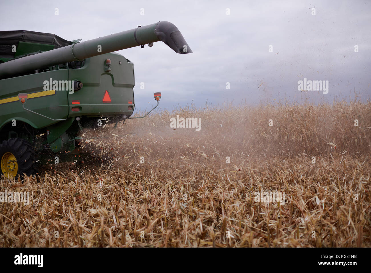 Combine harvester harvesting a crop of maize in autumn with a rear view ...