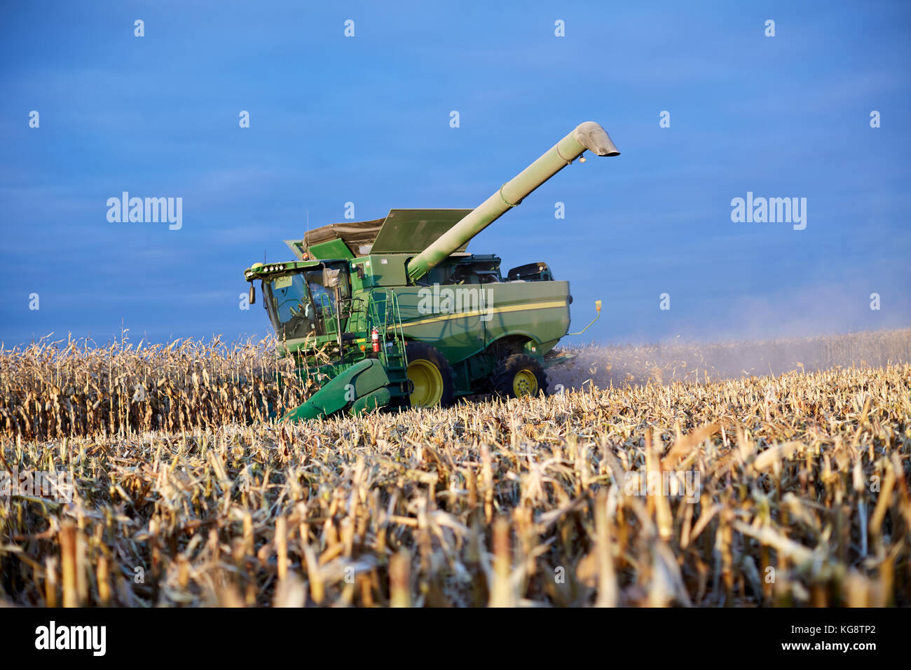Farmer harvesting maize at sunset in golden light with a view of the ...