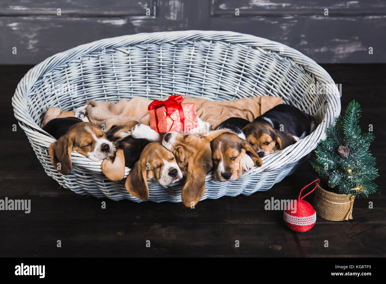 Six beagle puppies sleeping in basket. Young beagle puppy. Christmas ...