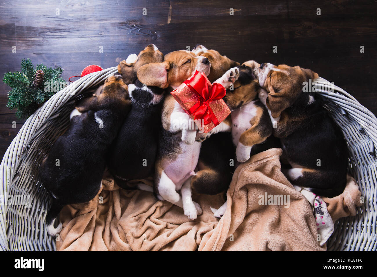 Six beagle puppies sleeping in basket. Young beagle puppy. Gift box ...
