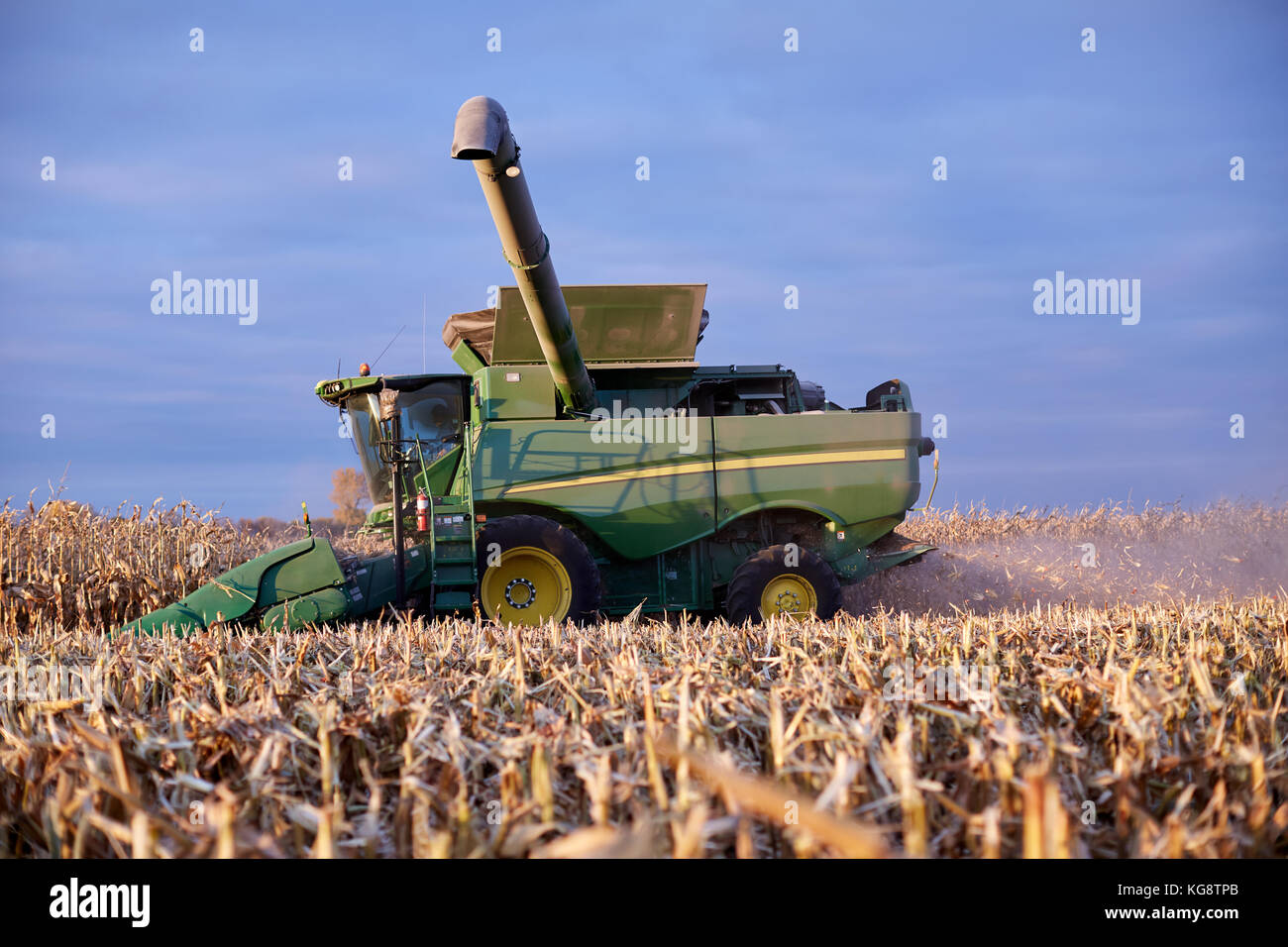 Farmer using a combine harvester to harvest the fall crop of maize in a ...