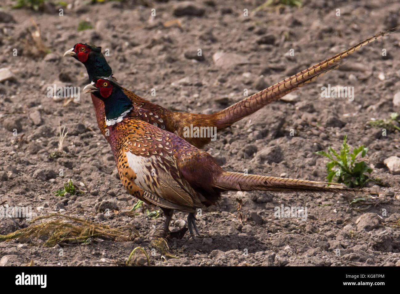Common pheasant pair hi-res stock photography and images - Alamy