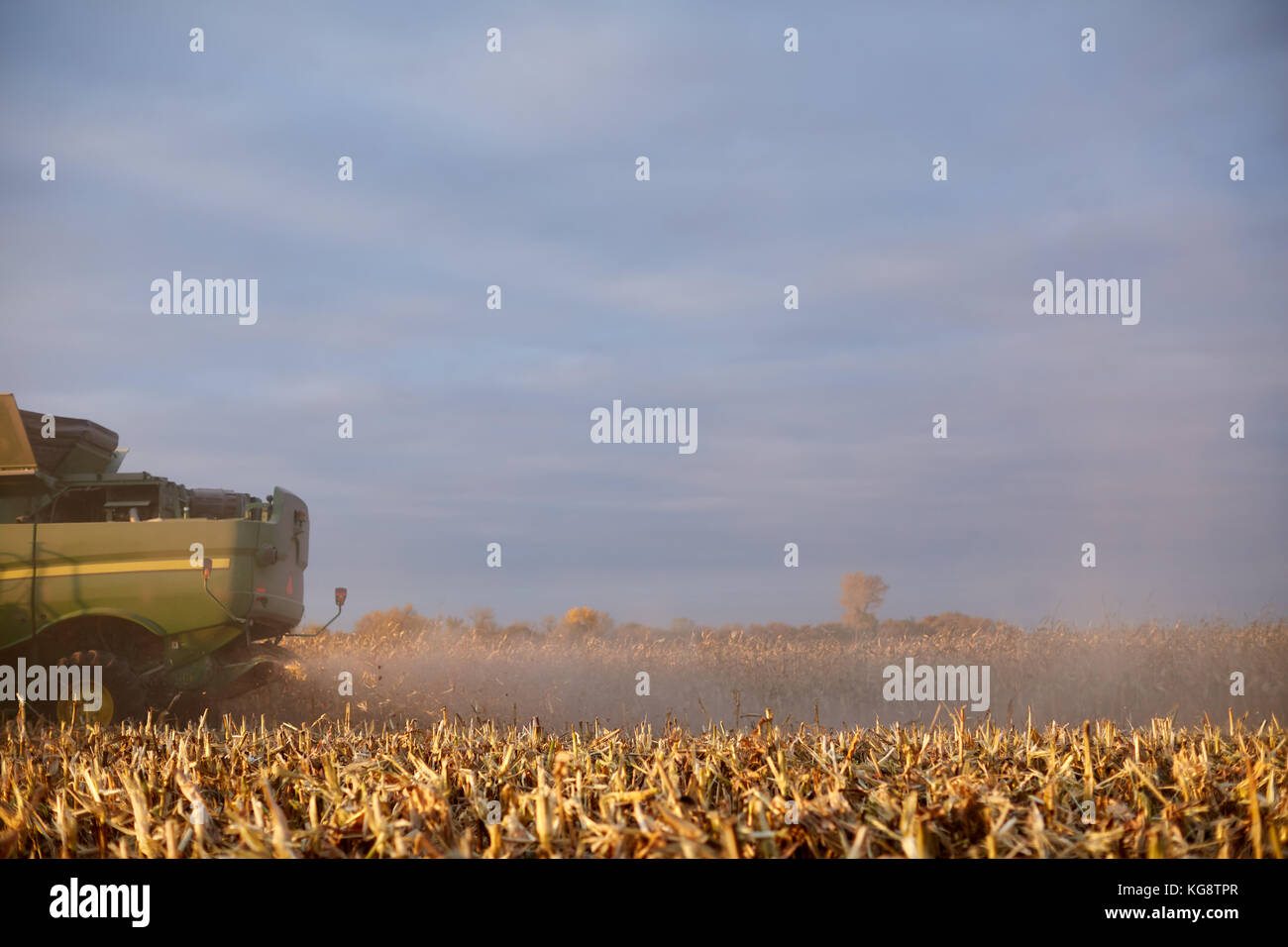 Maize chaff hi-res stock photography and images - Alamy