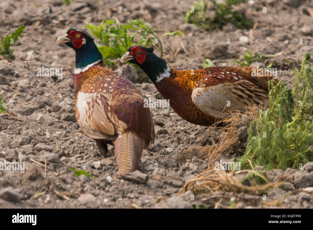 Portrait of wild male pheasants on a field Stock Photo - Alamy