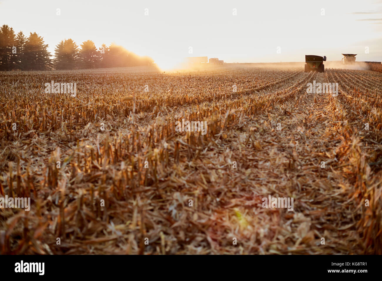 Backlit stubble in a maize field at sunset with farmers harvesting the ...