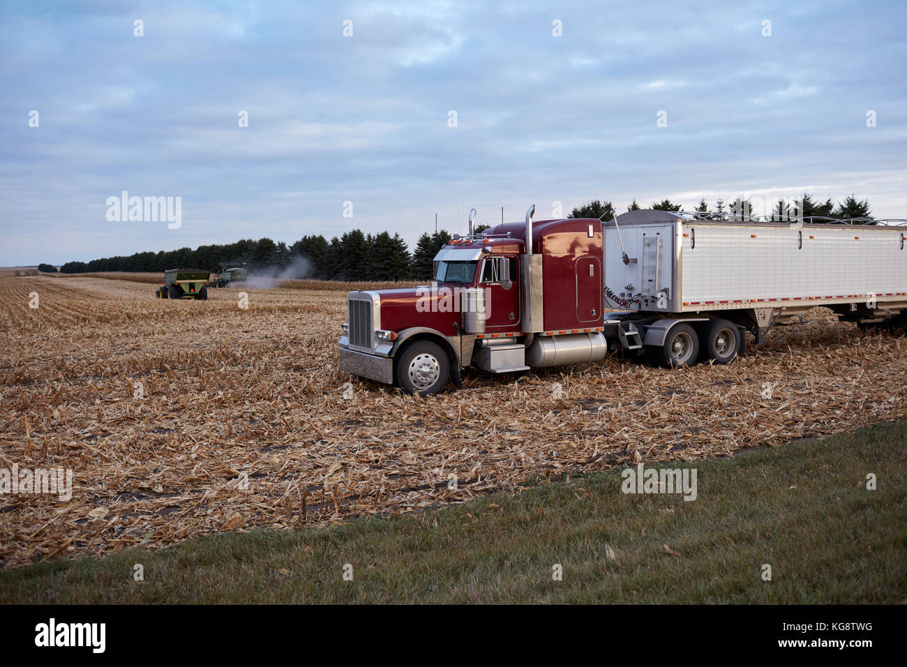 Semi and trailer waiting in a partly harvested maize field to transport ...