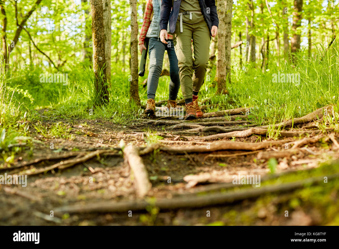 Two female hikers walking along a forest footpath strewn with exposed ...