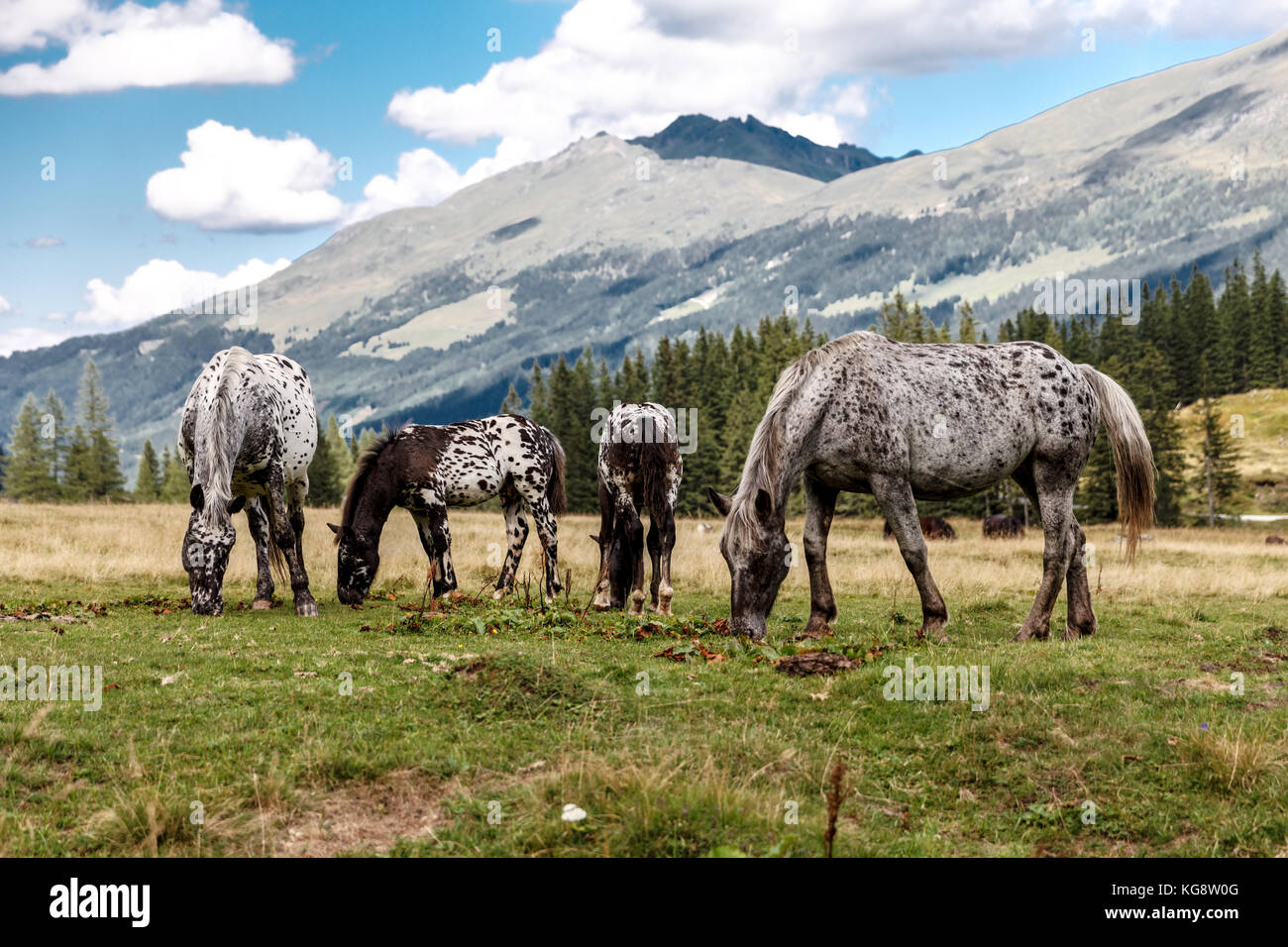 Tiere auf der alm hi-res stock photography and images - Alamy