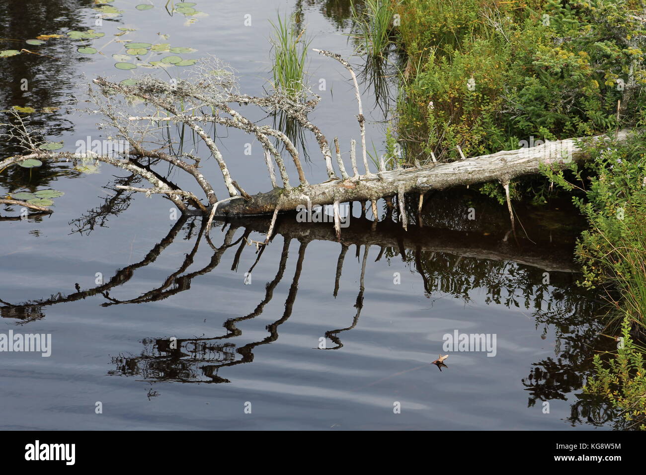 A dead tree that has fallen into pond reflected in the water's surface ...