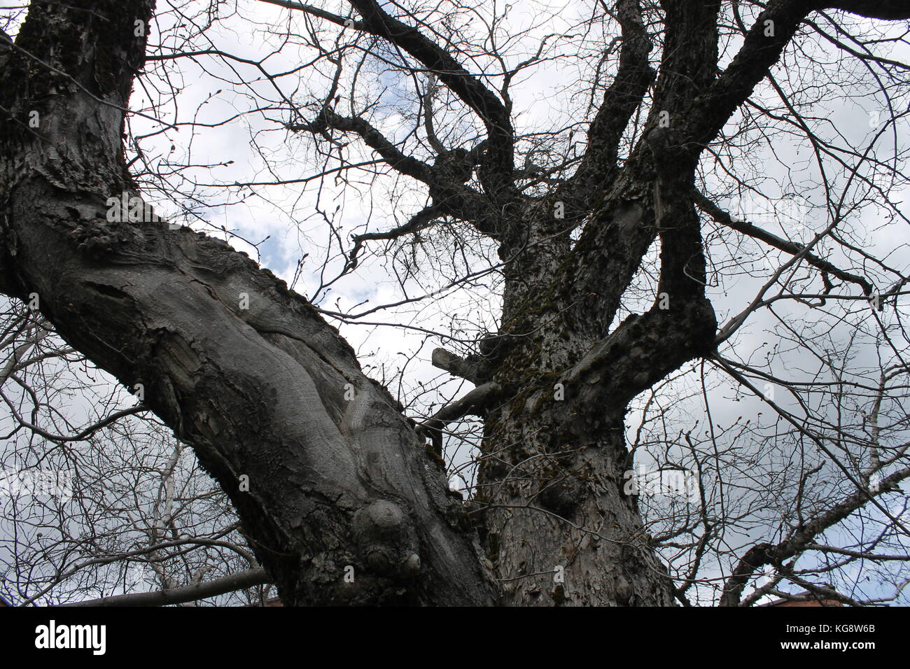 Looking up a large deciduous tree in winter, the limbs are bare of ...