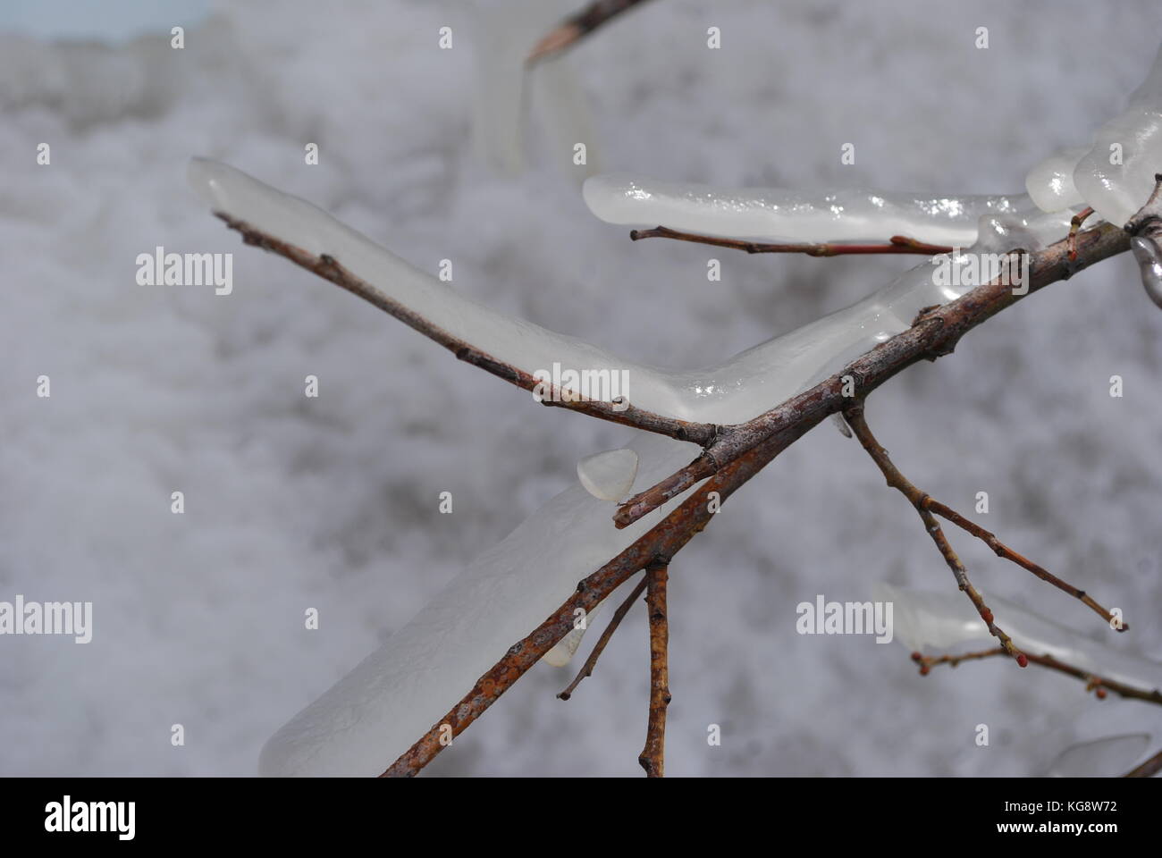 Ice encrusted tree branch hi-res stock photography and images - Alamy