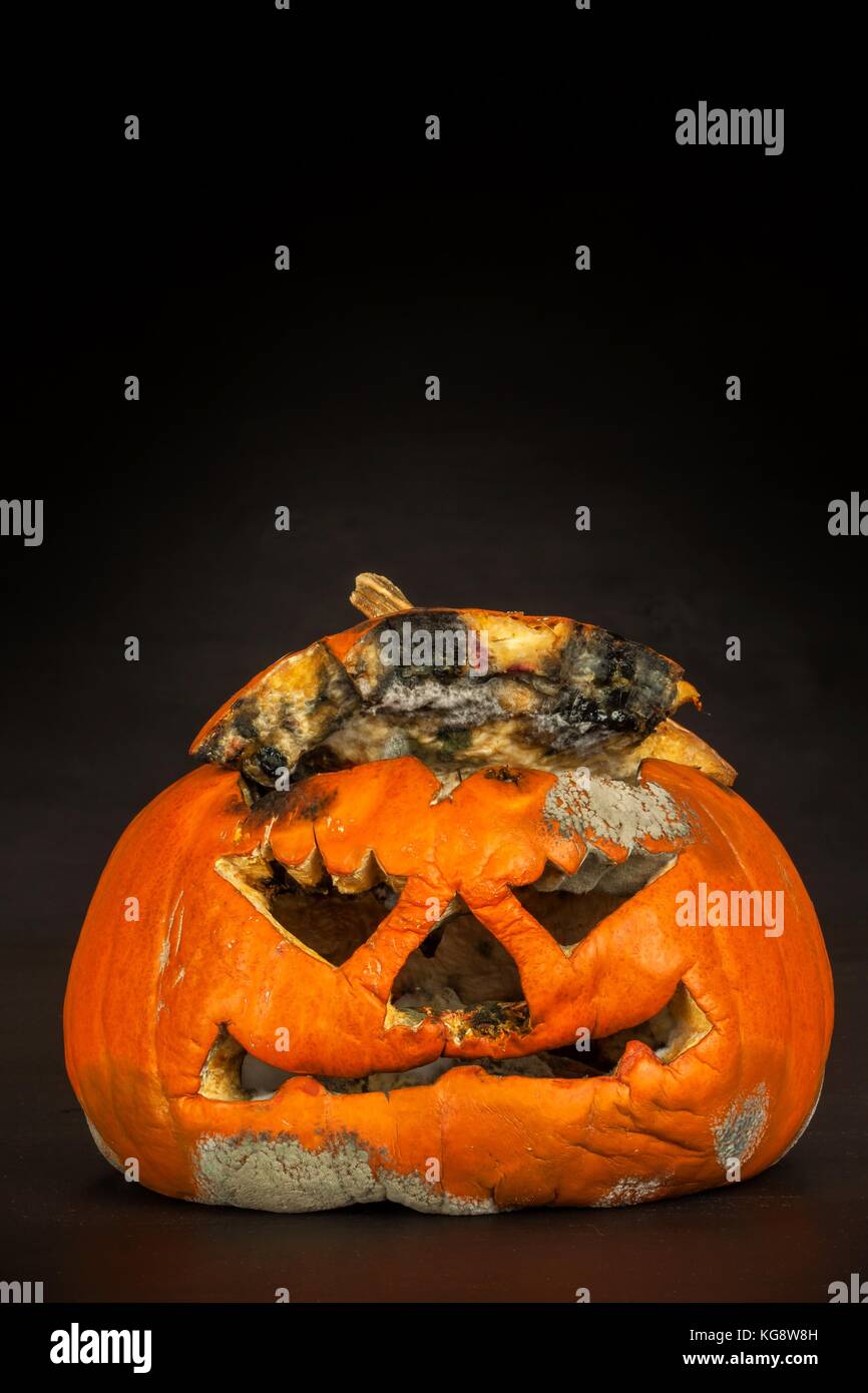 Moldy pumpkin. End of Halloween celebrations. The decaying pumpkin ...