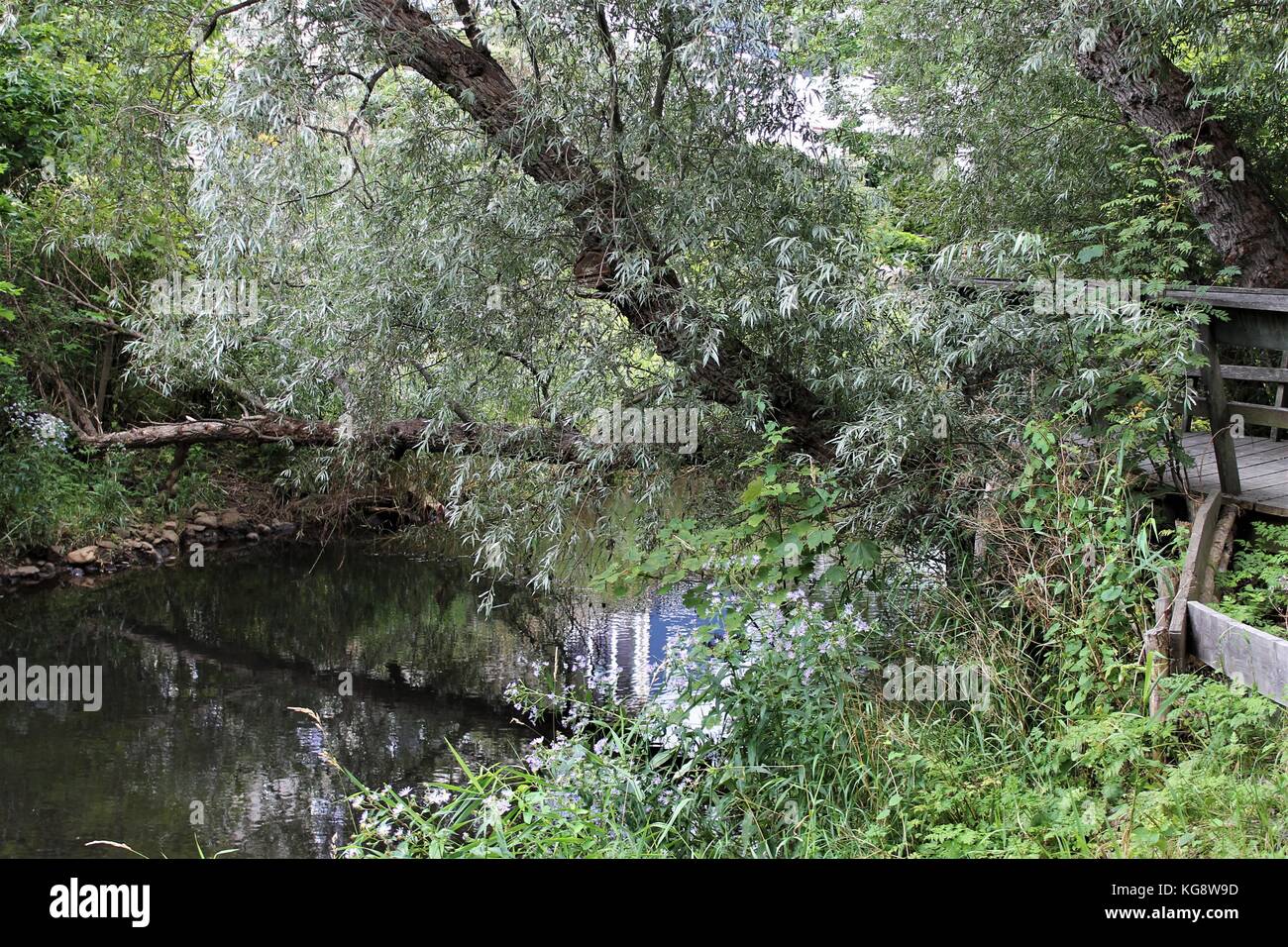 Leaning trees over water hi-res stock photography and images - Alamy