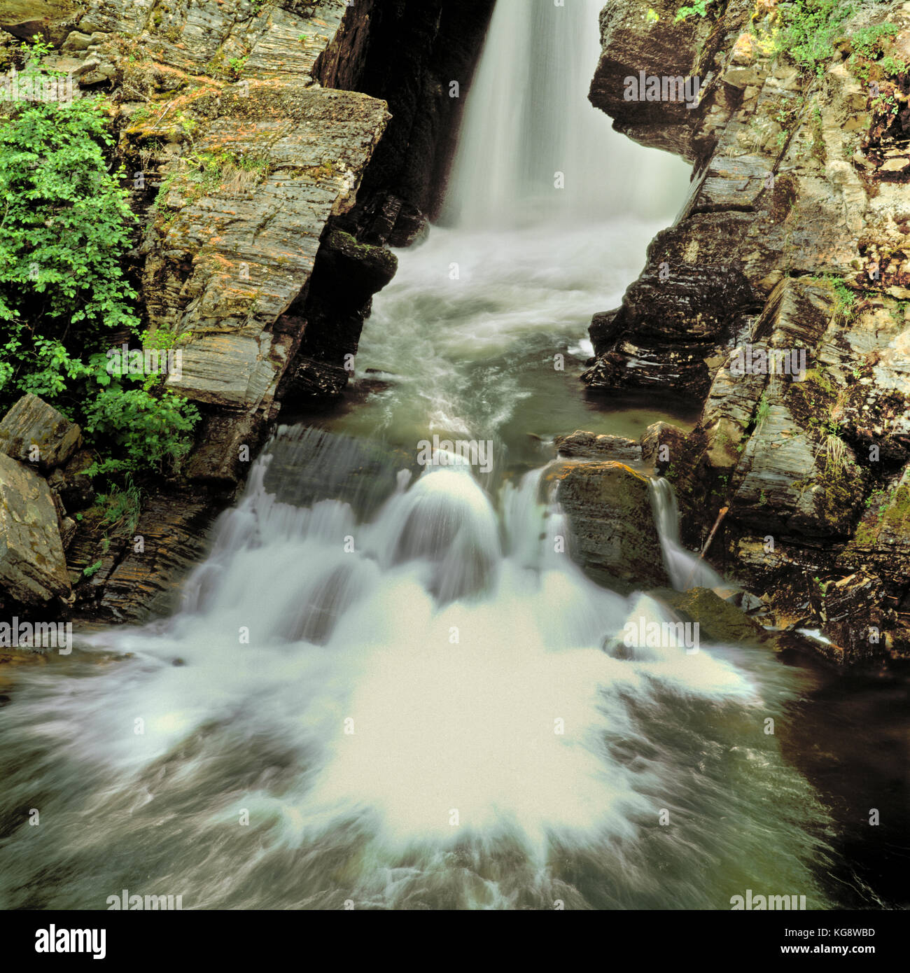 Yaak hi-res stock photography and images - Alamy