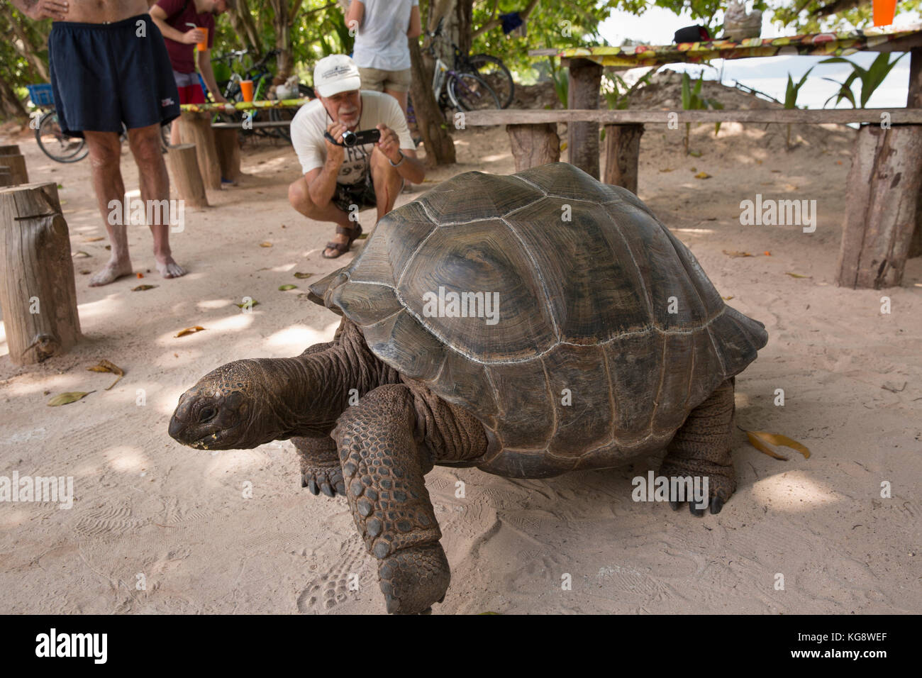 The Seychelles, La Digue, Anse Severe, wild Aldabra Giant Tortoise ...