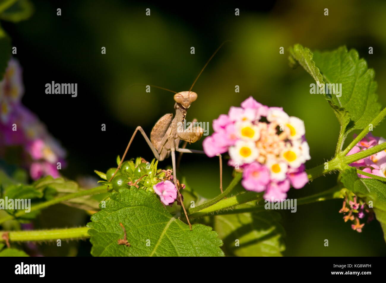 Praying Mantis Cyprus High Resolution Stock Photography and Images - Alamy