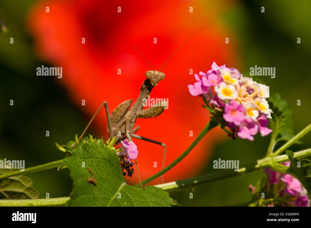 Praying Mantis Cyprus High Resolution Stock Photography and Images - Alamy