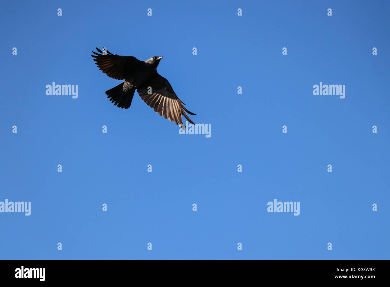 A black crow on the blue sky Stock Photo - Alamy