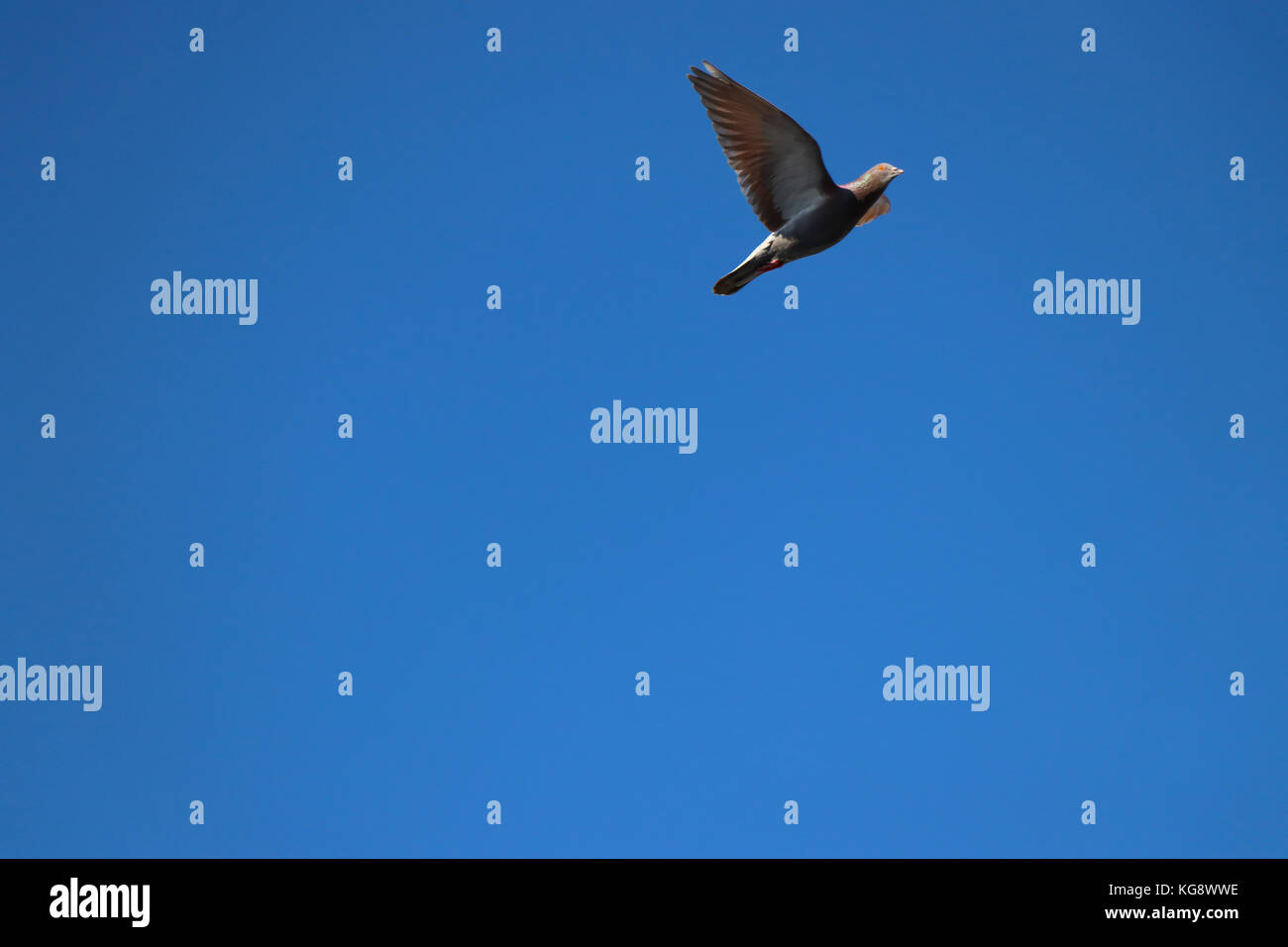 Pigeon o the blue sky in fly Stock Photo - Alamy