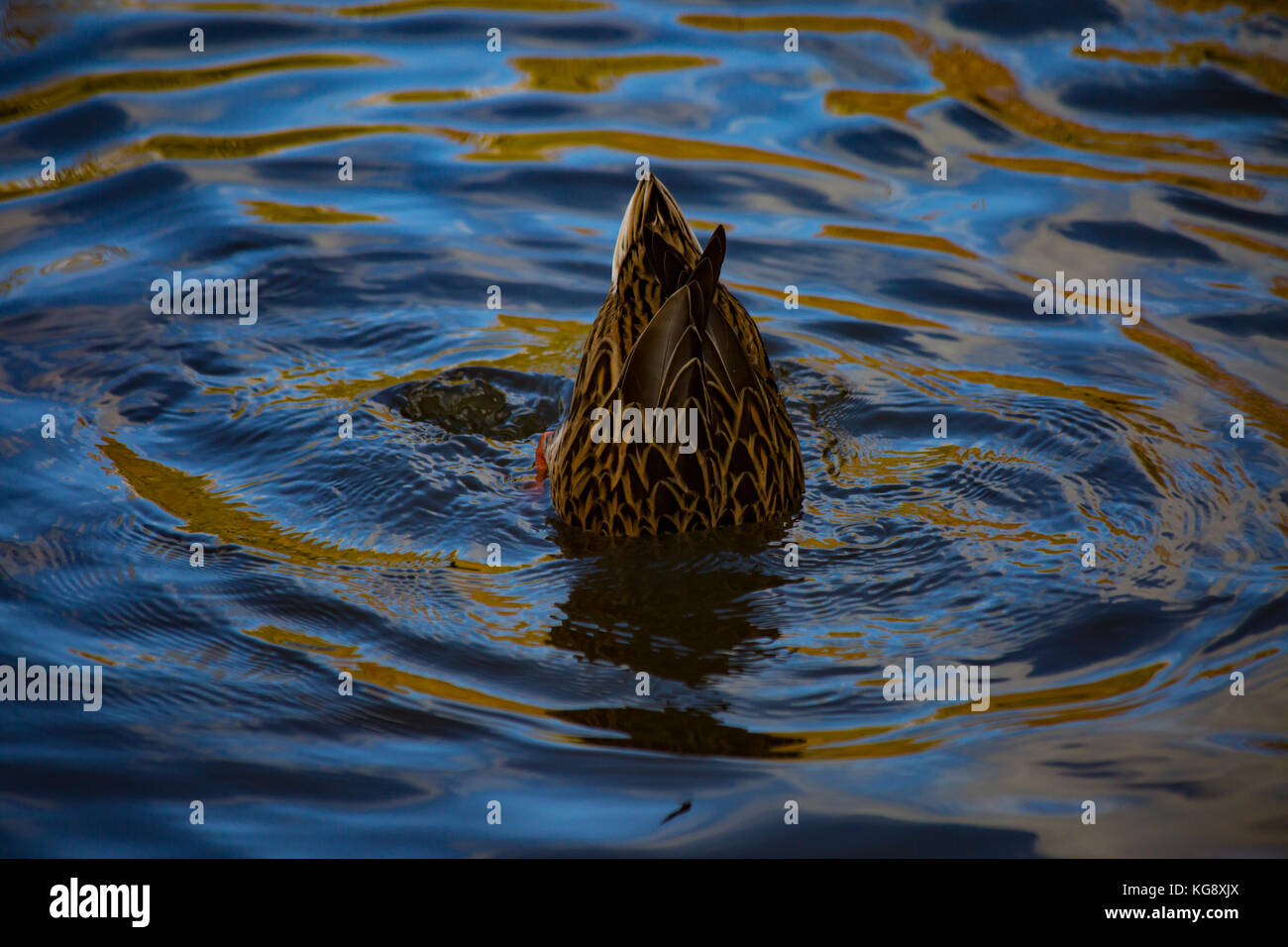 Duck diving with tail out of water Stock Photo - Alamy