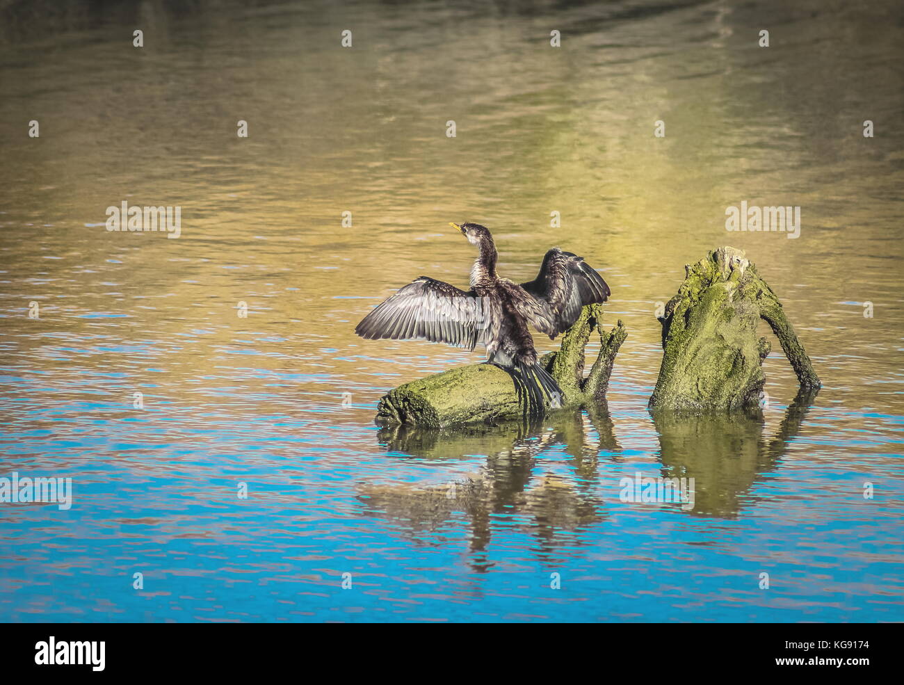 A Little Pied Cormorant sunning its stretched out wings in the last of ...