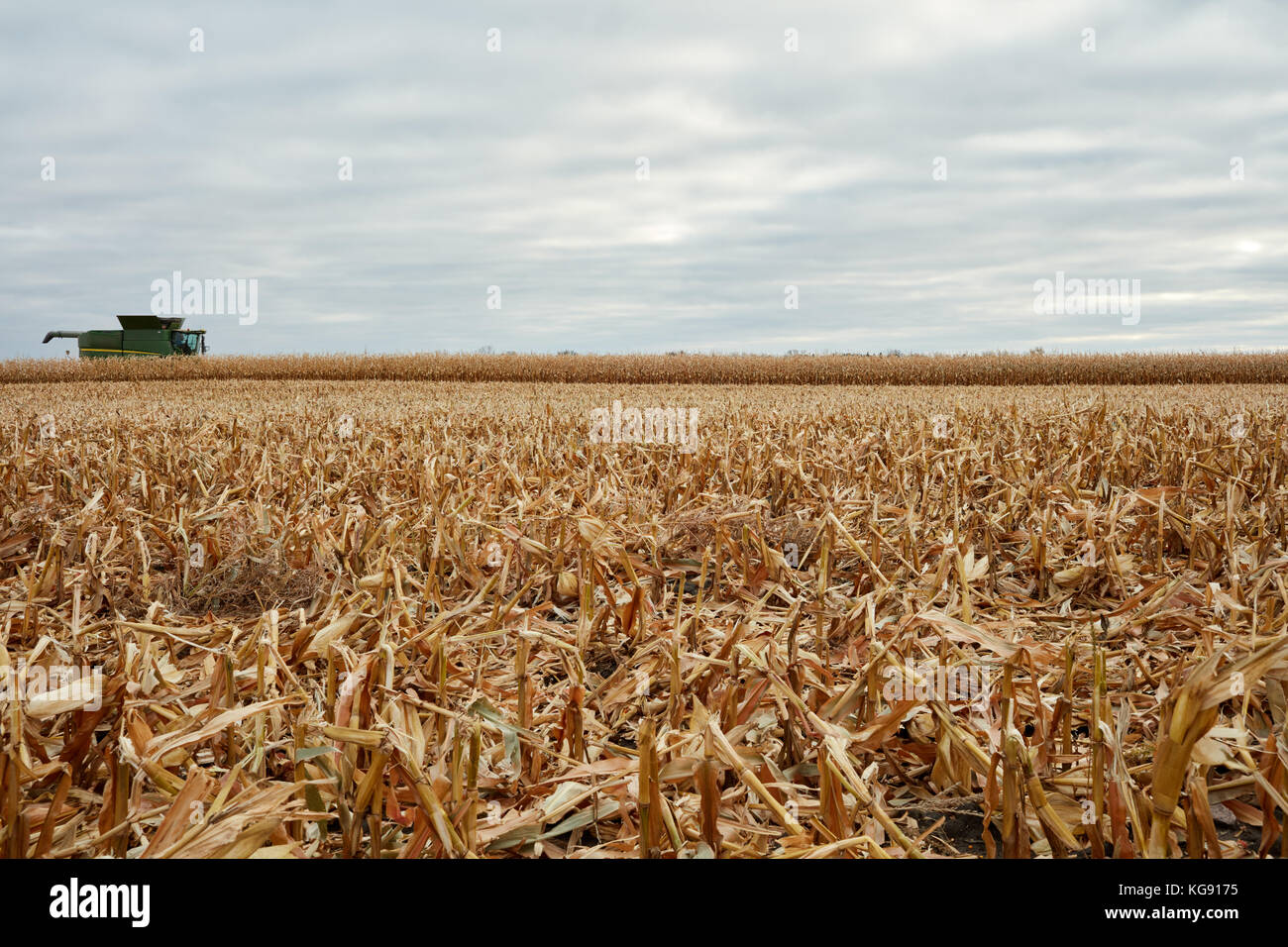Fresh stubble and stalks from cut plants in a harvested maize field ...