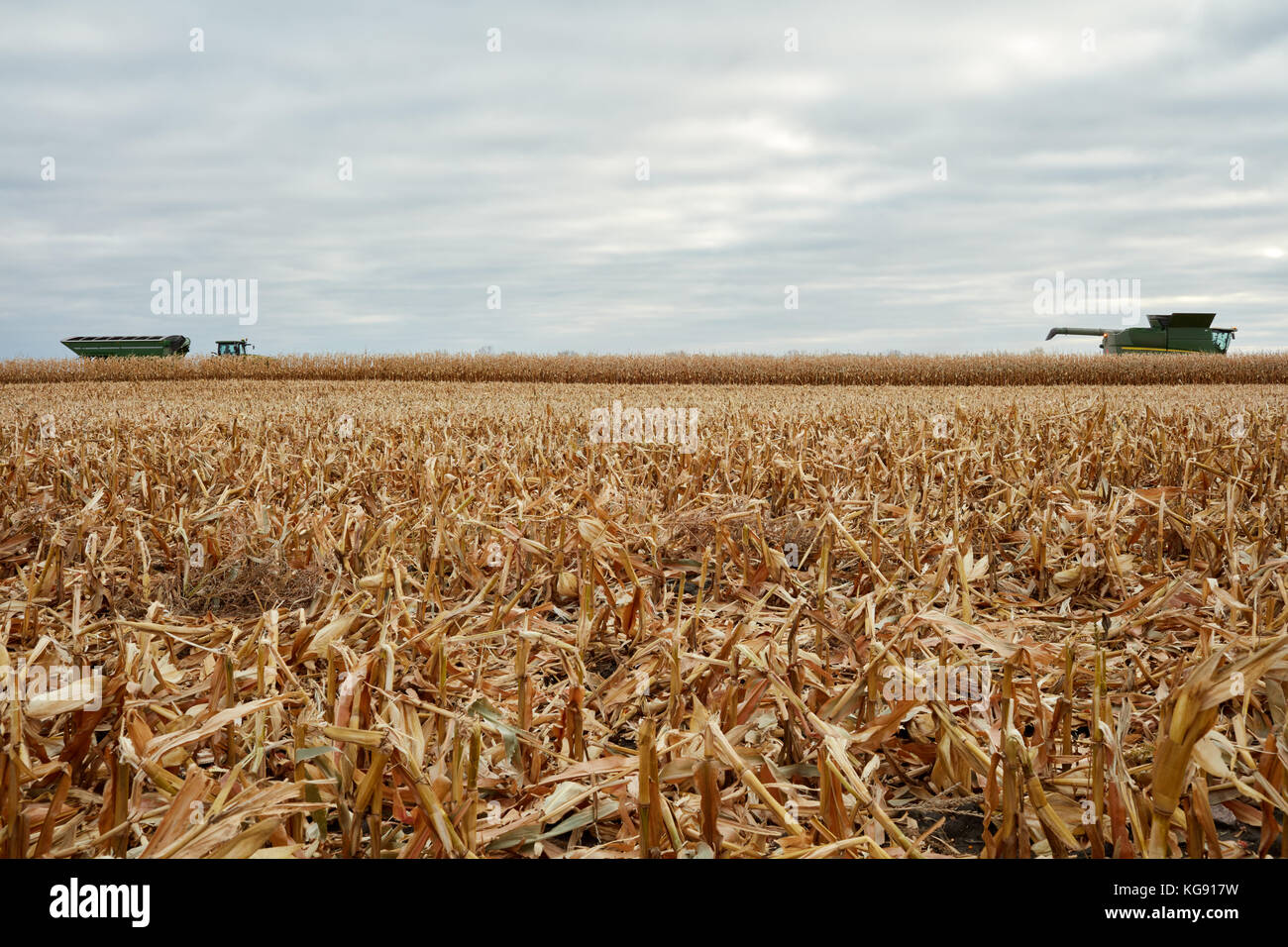 A reaped wheat paddock with stubble in the foreground and harvesting ...