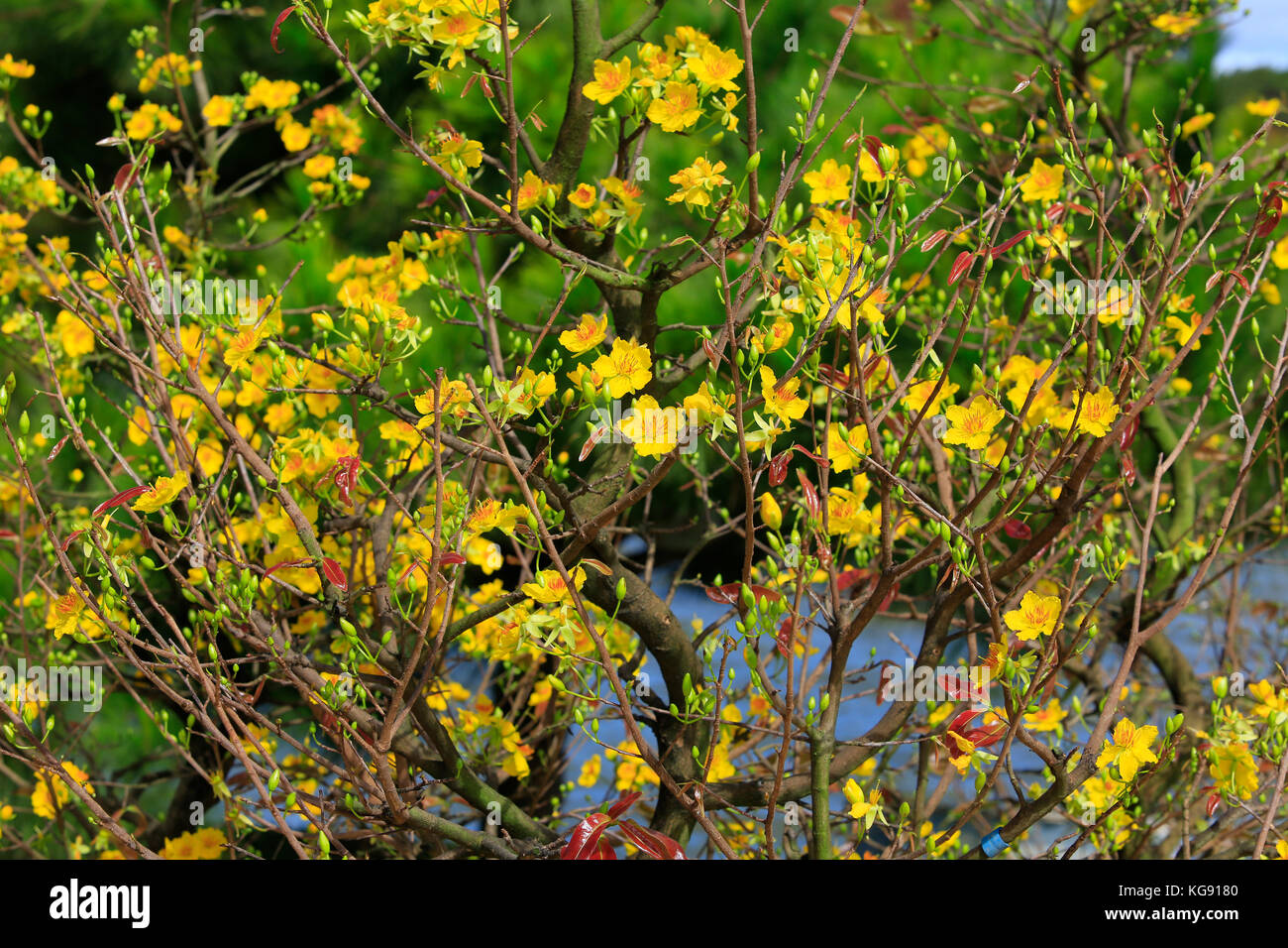 Hoa Mai tree (Ochna Integerrima) flower, traditional lunar new year in ...