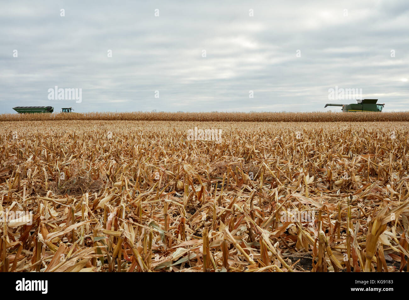 Corn harvesting with agriculture vehicles hi-res stock photography and ...