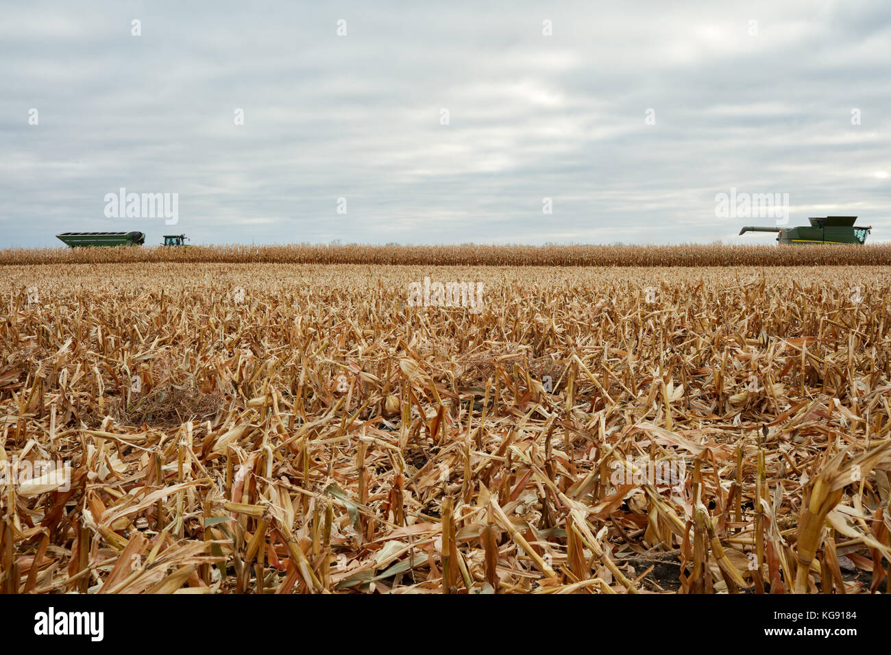 Wheat paddock hi-res stock photography and images - Alamy