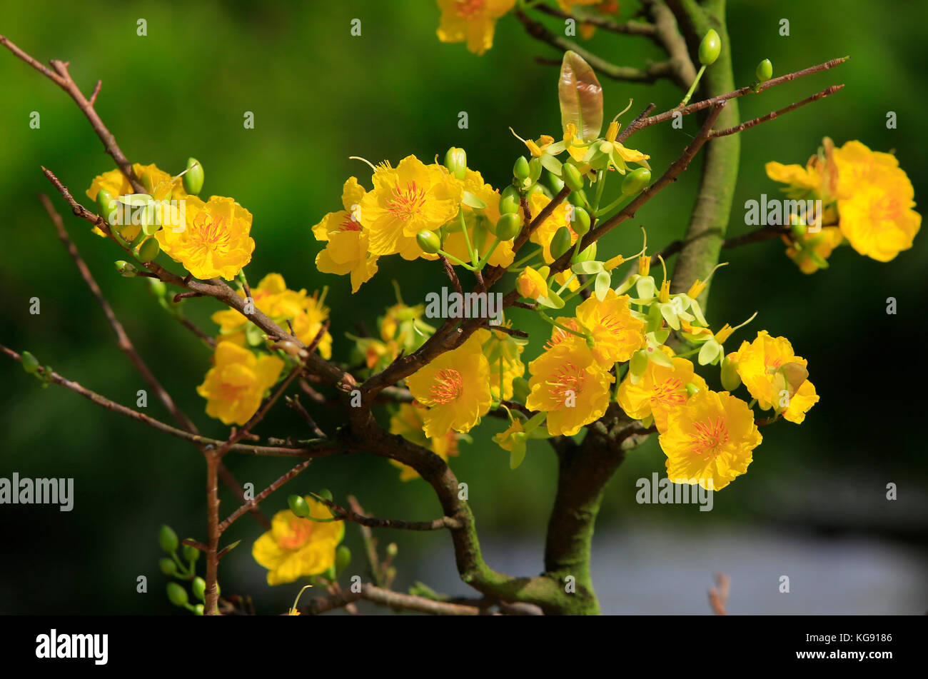 Hoa Mai tree (Ochna Integerrima) flower, traditional lunar new year in ...