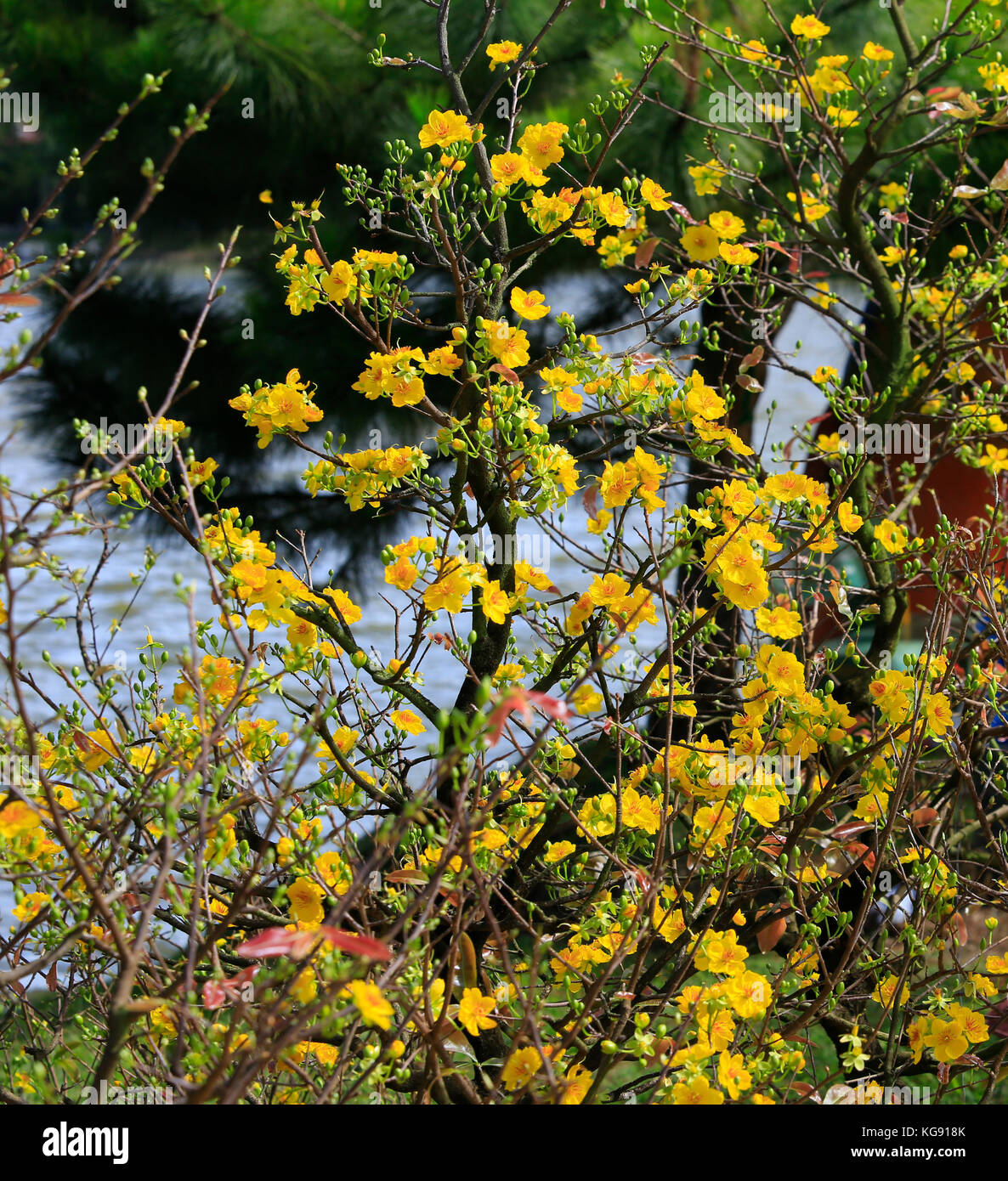 Hoa Mai tree (Ochna Integerrima) flower, traditional lunar new year in ...