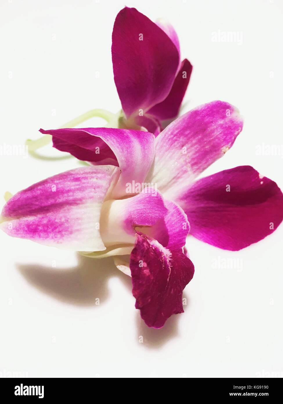 A single fuchsia orchid isolated on a white background Stock Photo - Alamy