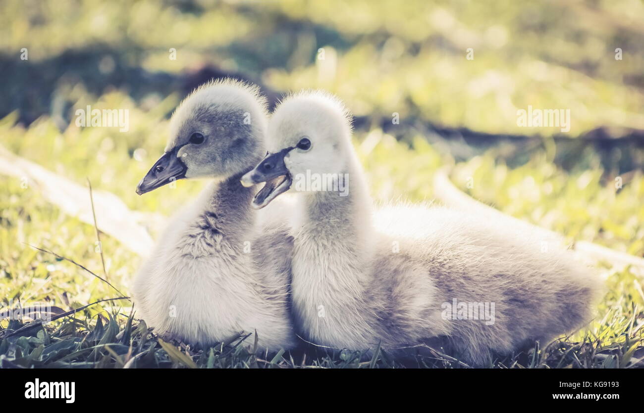 Baby black swan hi-res stock photography and images - Alamy