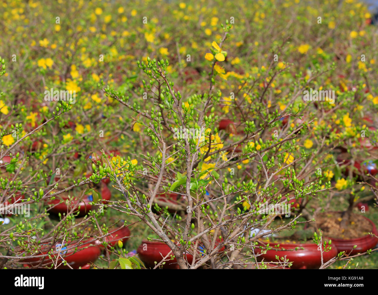 Hoa Mai tree (Ochna Integerrima) flower, traditional lunar new year in ...