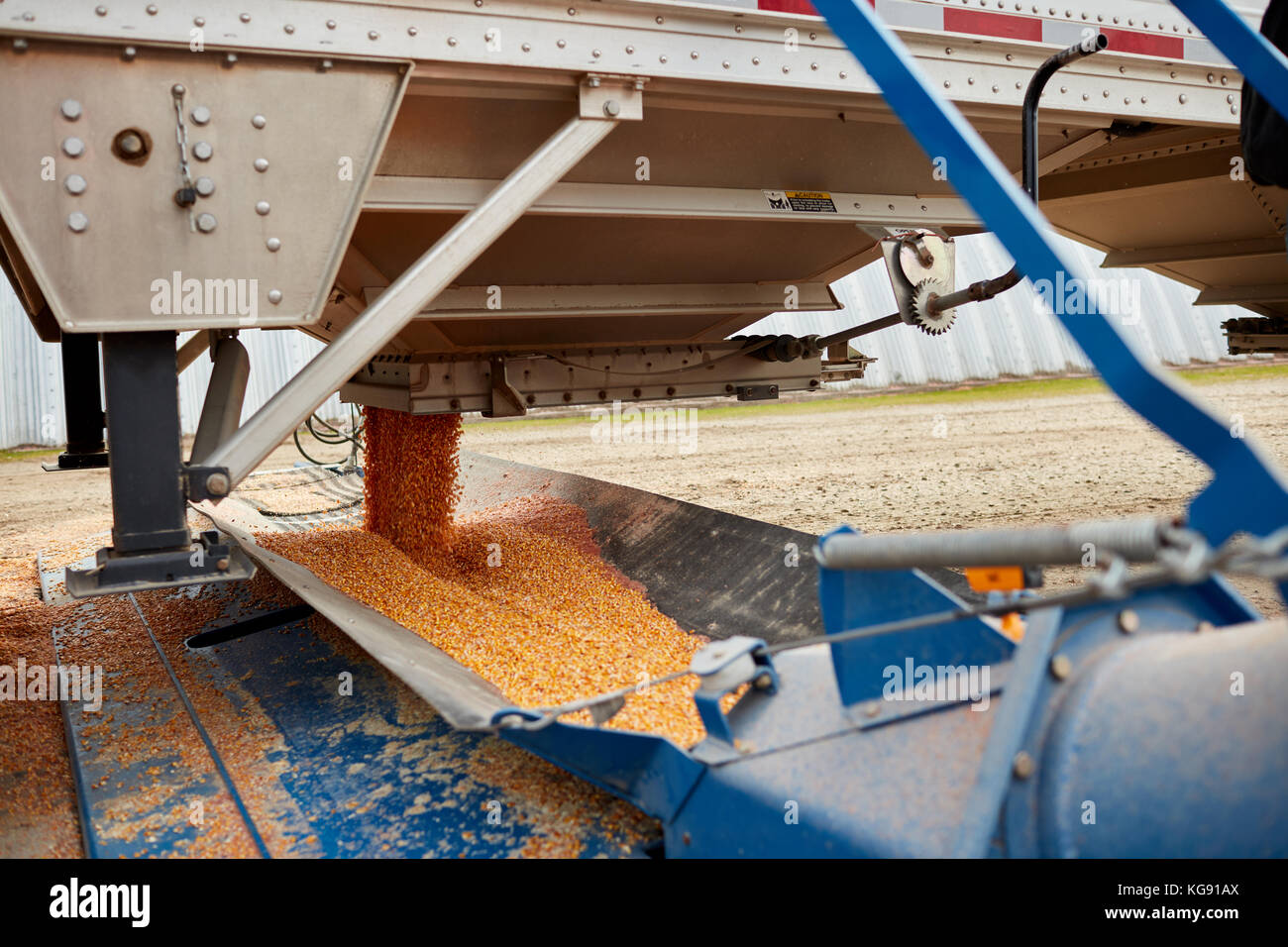 Semi trailer being offloaded of its freshly harvested maize at a ...
